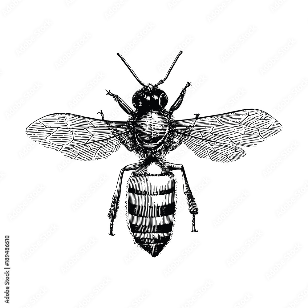 Bee hand drawing vintage engraving illustration isolate on white ...