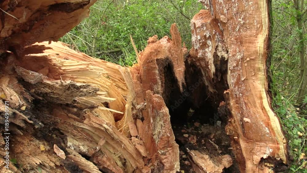 White willow Salix alba attacked by wood-destroying insects, tree trunk ...