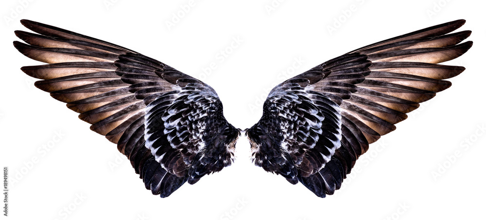 wings of bird isolated on white Stock Photo | Adobe Stock