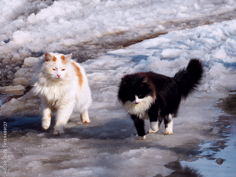 Two Cats Walking Together