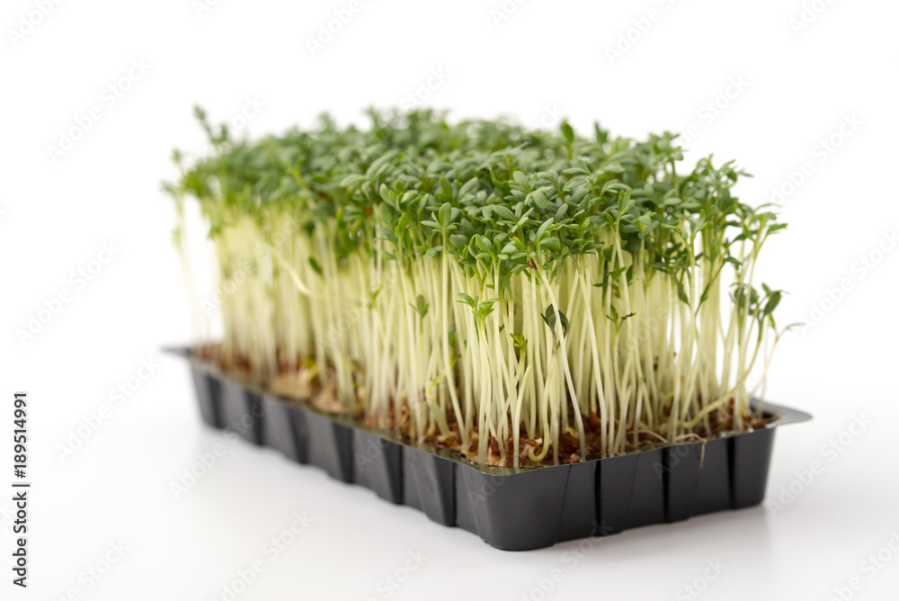 Kresse Stock-Foto | Adobe Stock