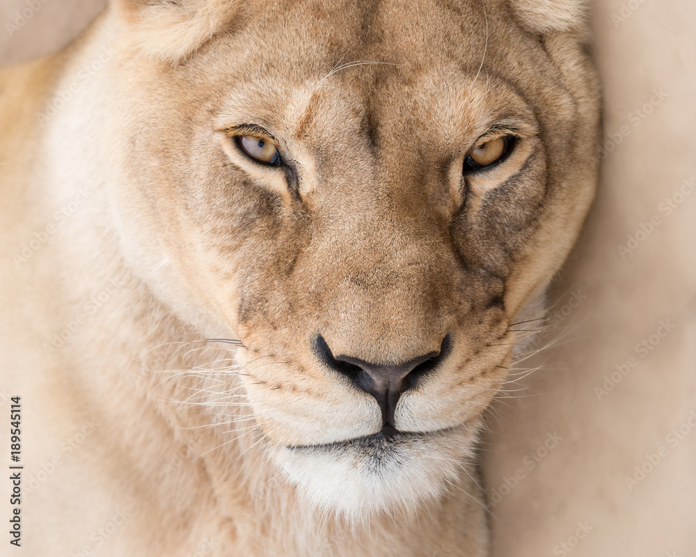Lioness Face Hd