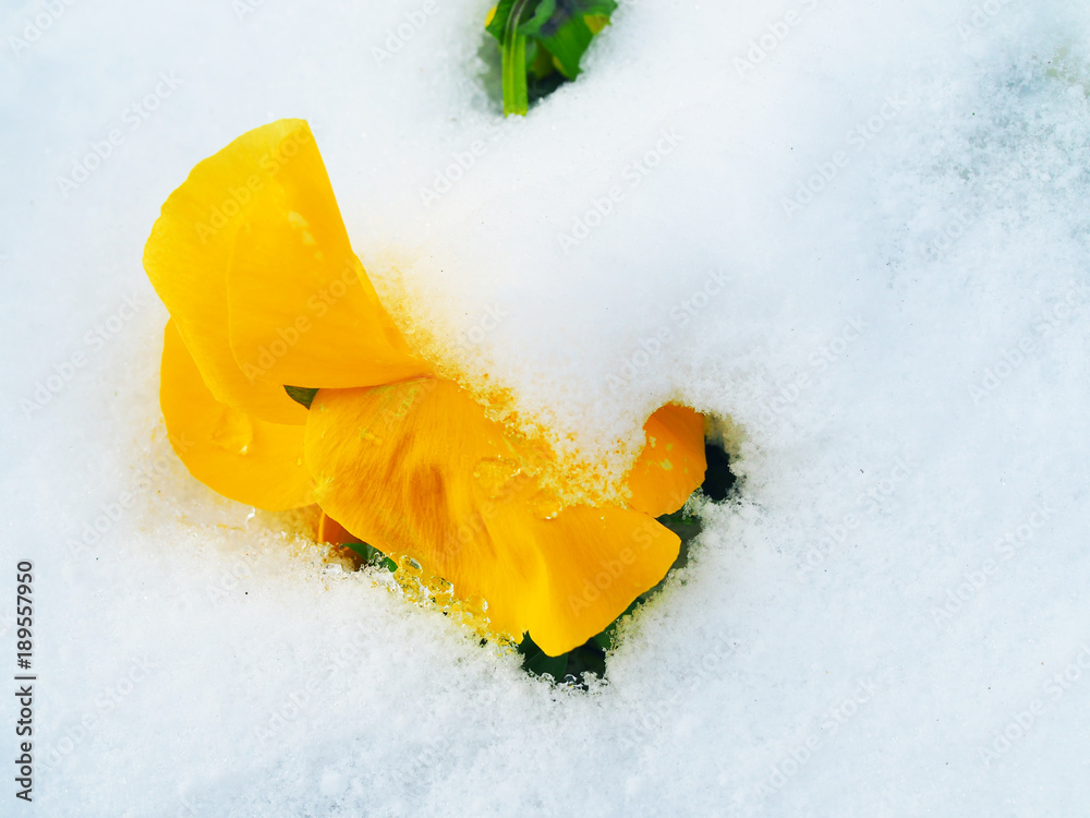 Macro close up fresh winter small white powder snow ice grain field ...
