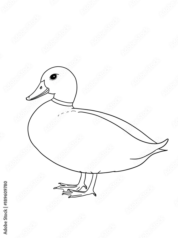 Realistic Duckling Drawing