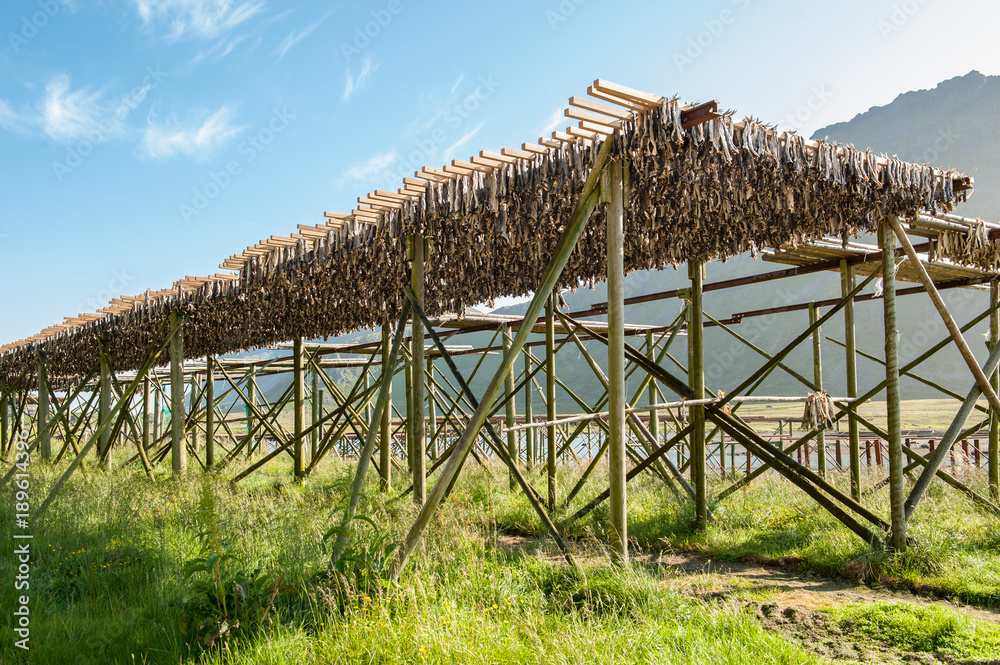 Typical drying flake for Stockfish in Lofoten, Northern Norway. Drying ...