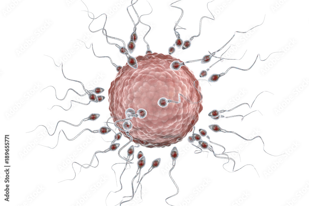 Fertilization of human egg cell by spermatozoan isolated on white ...