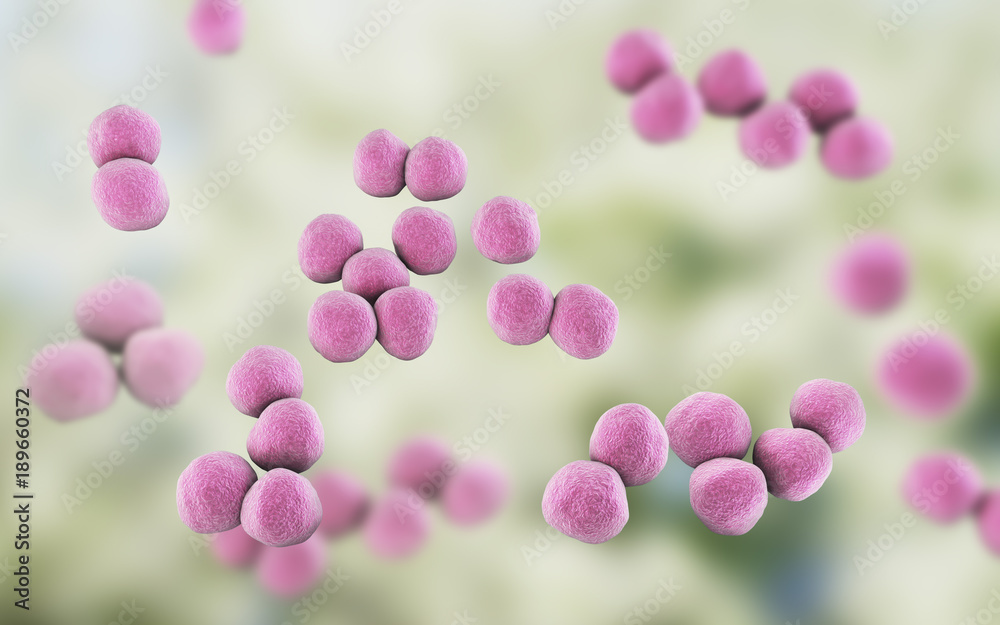 Veillonella bacteria, gram-negative anaerobic cocci, part of intestine ...