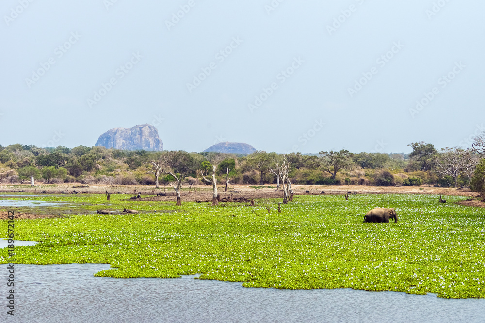 Blooming marsh in Yala national park. Big swamp, jungle forest and ...