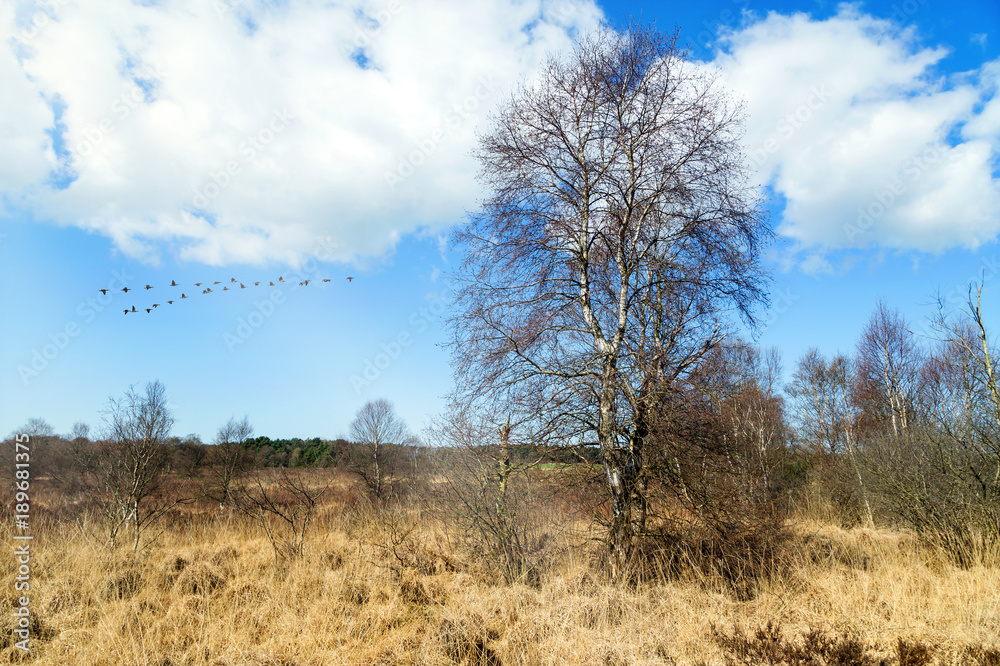 renaturiertes Hochmoor in Norddeutschland im Landkreis Cuxhaven ...
