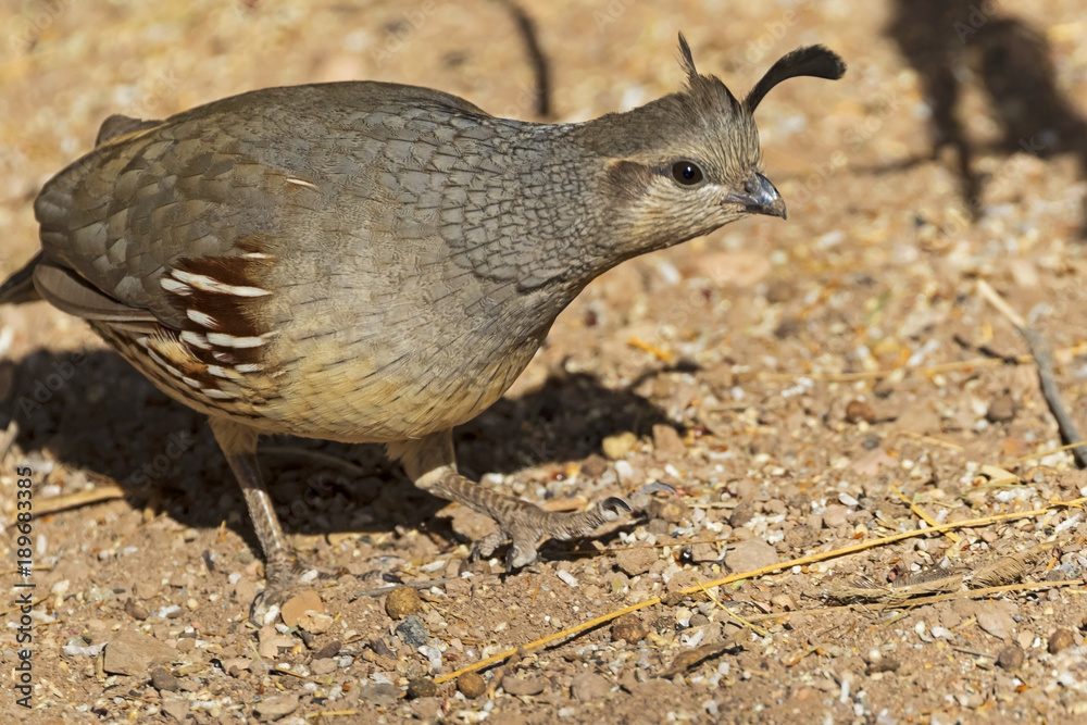 Female Quail Bird
