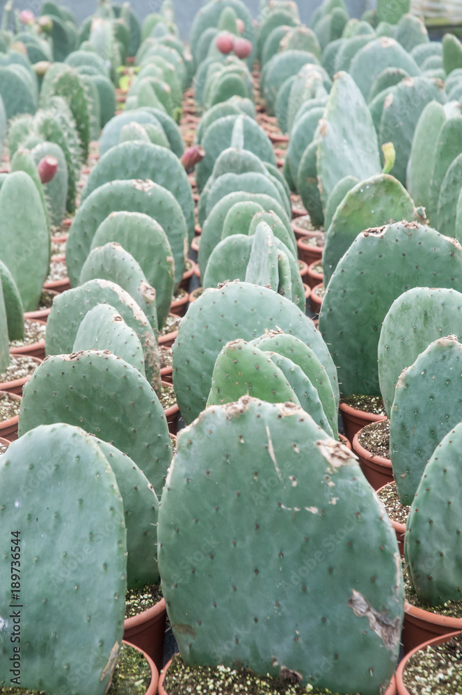 Foto de Plantas de chumbera (Opuntia ficus-indica) en un vivero. Es una ...