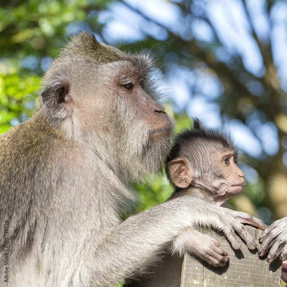 Portrait of baby monkey and mother at sacred monkey forest in Ubud ...