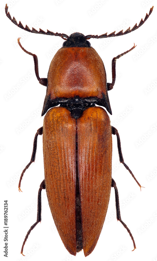Elateridae