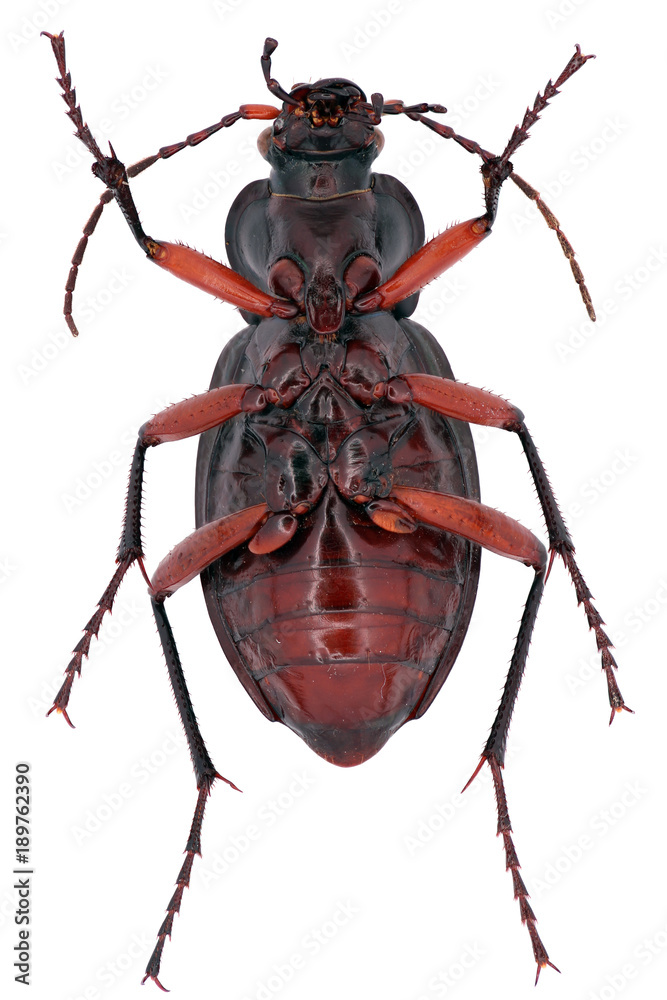 Carabidae Ground Beetles