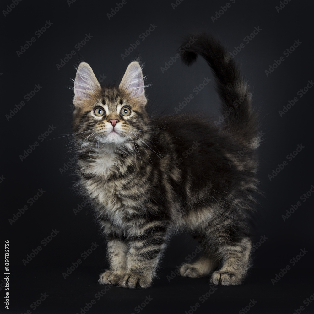 Classic brown tabby Maine Coon cat / kitten standing side ways looking ...