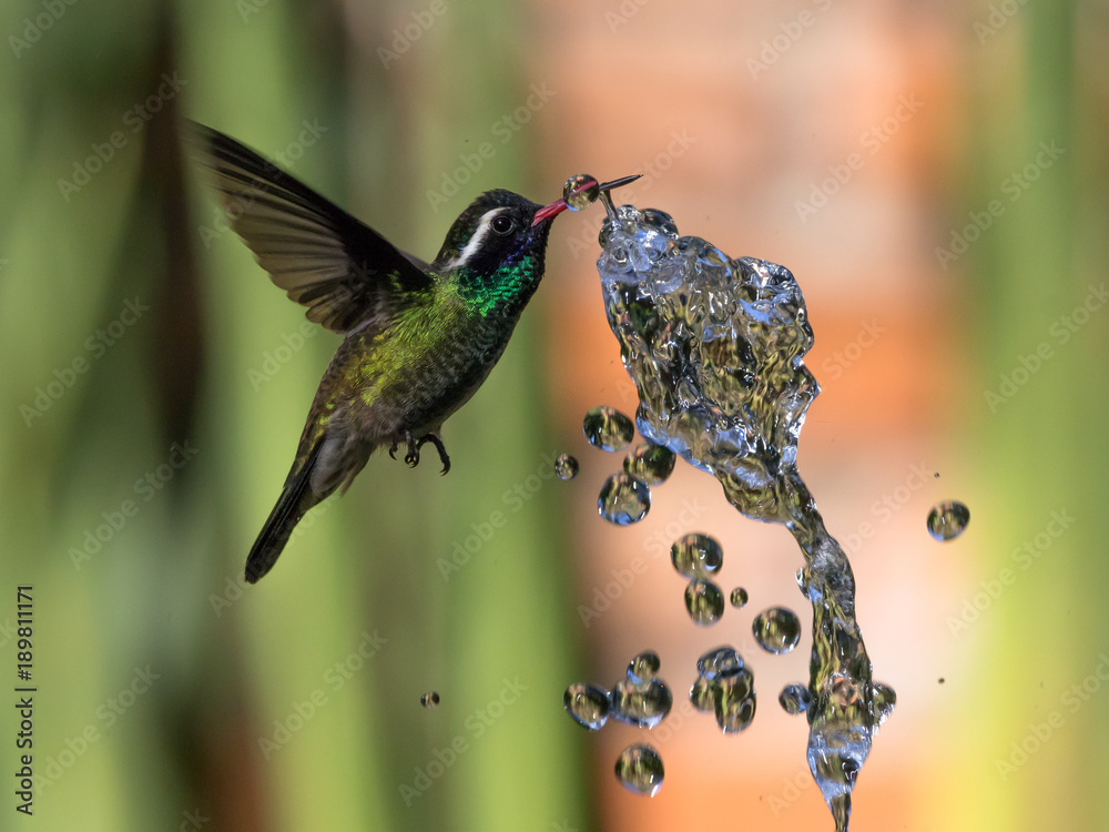 Foto de Colibrí bebiendo unas gotas de agua do Stock | Adobe Stock