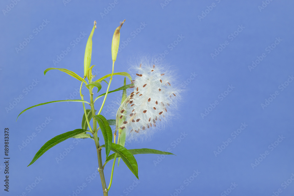 Tropical Milkweed plant with green seed pods and seeds dispersing ...