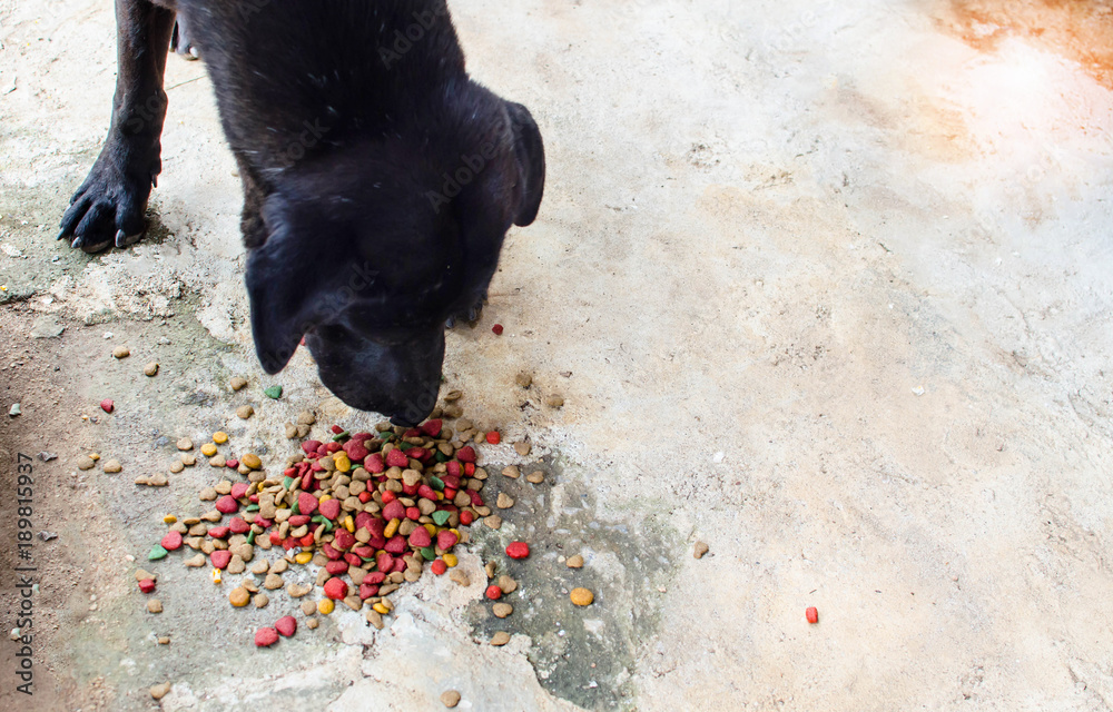 Black dog are eating backgrounds Stock Photo | Adobe Stock