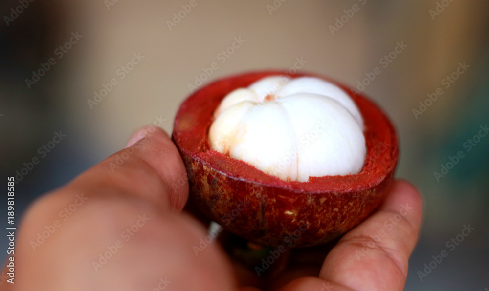 Purple mangosteen or Garcinia mangostana, known simply as mangosteen ...