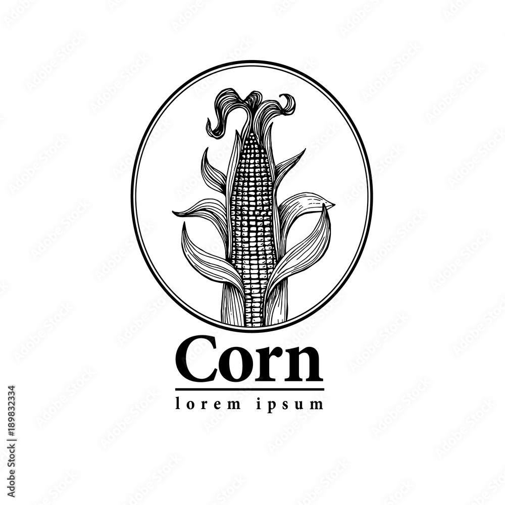 Vector corn on the cob with leaves vintage engraved illustration ...