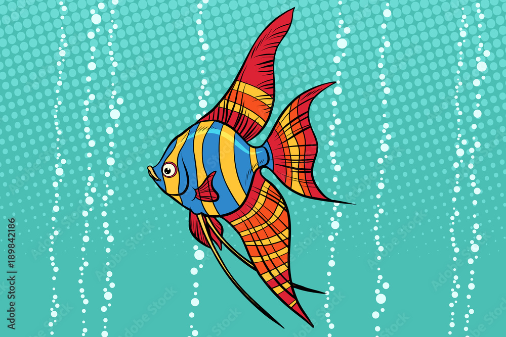 Freshwater angelfish aquarium fish Stock Vector | Adobe Stock