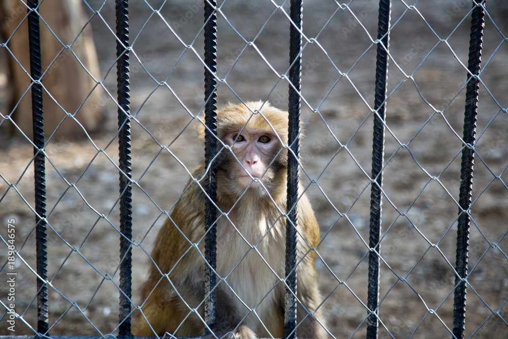 sad monkey Stock Photo | Adobe Stock