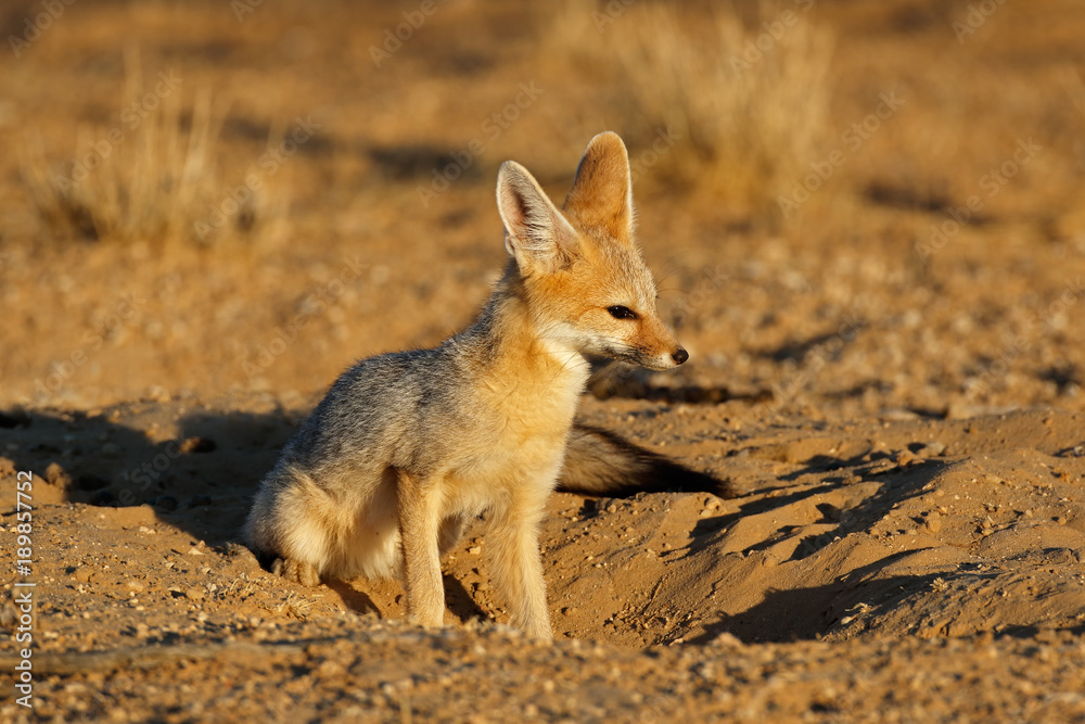 Cape Fox