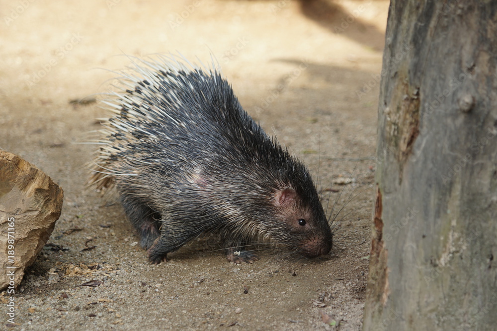 Portrait of cute porcupine. The Malayan porcupine or Himalayan ...