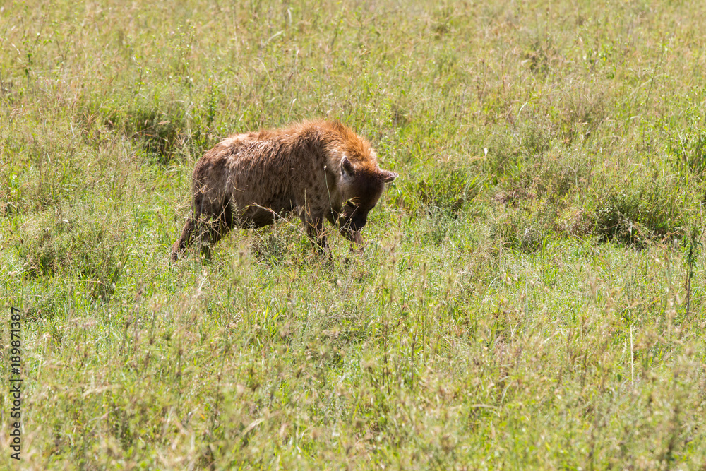 The spotted hyena (Crocuta crocuta), also known as the laughing hyena ...