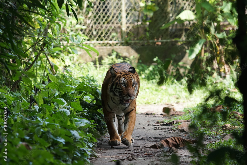 Female Malayan tiger (Panthera tigris jacksoni)The Malayan Tiger has ...