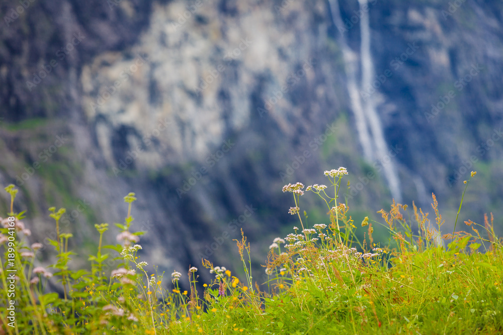 spring flowers in norwegian mountains wall mural wallpaper ...