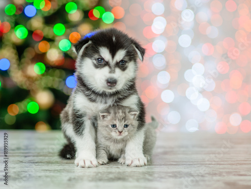 Christmas Husky Puppies Wallpaper