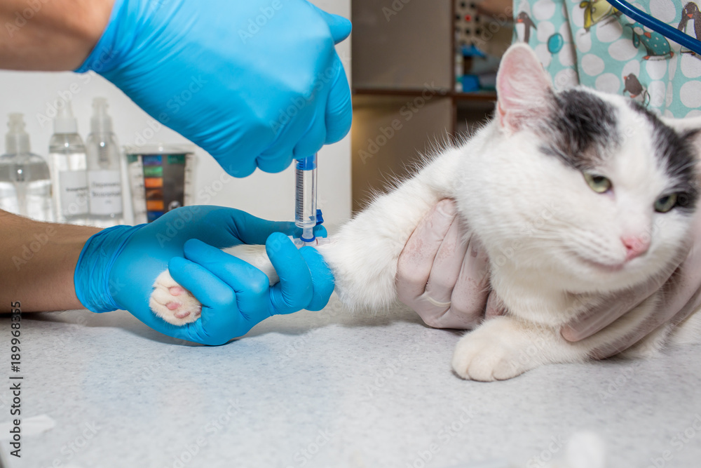 veterinarian introduces medicine into Intravenous catheter in the paw ...