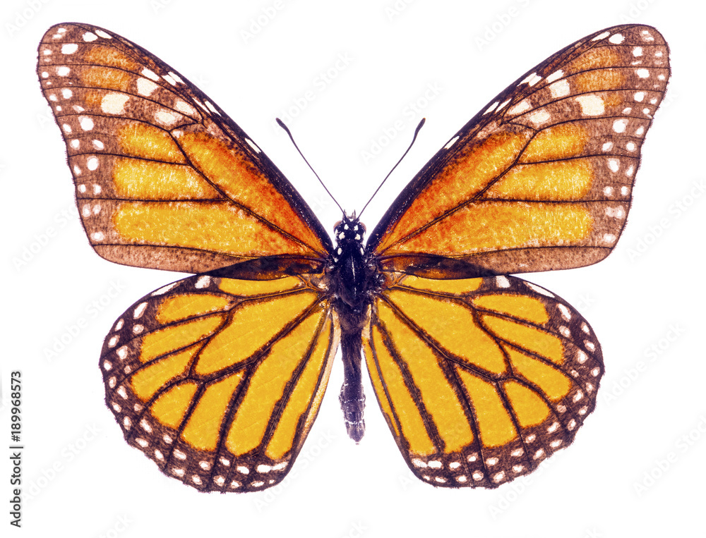 Monarch butterfly isolated Stock Photo | Adobe Stock