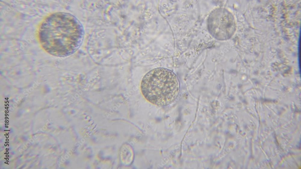 Chlamydomonas algae, paramecium ciliates and many bacteria through ...