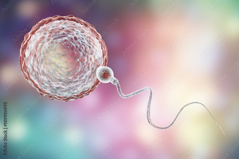 Fertilization of human egg cell by spermatozoan, 3D illustration Stock ...