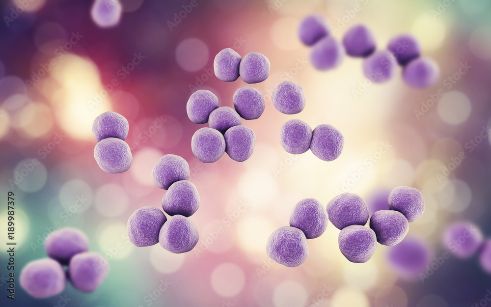 Veillonella bacteria, gram-negative anaerobic cocci, part of intestine ...