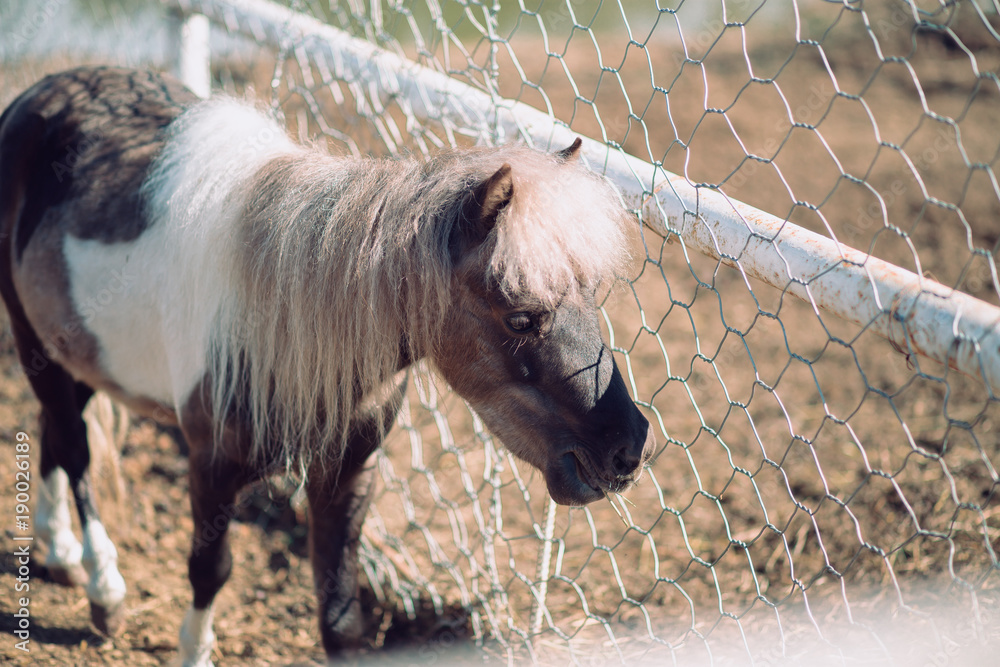 Cute miniature horse or pony in the farm. Cute little pony Stock Photo ...