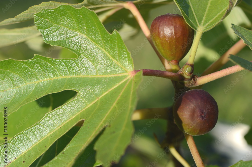 Black Mission fig also known as Franciscana is a popular variety of the ...