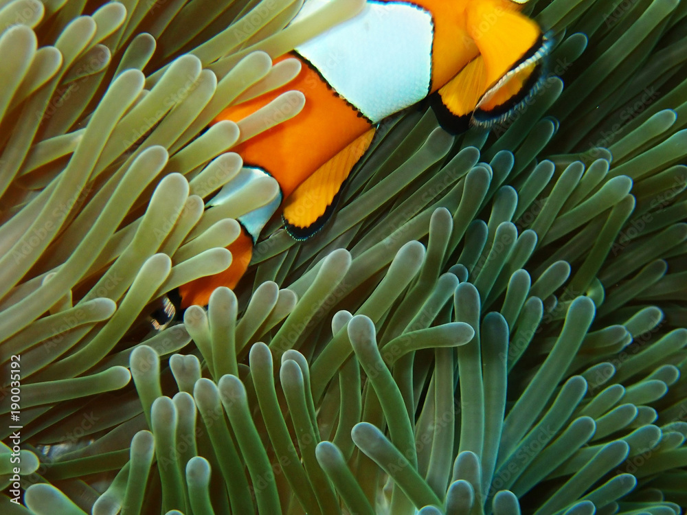 Sea Anemone Nemo