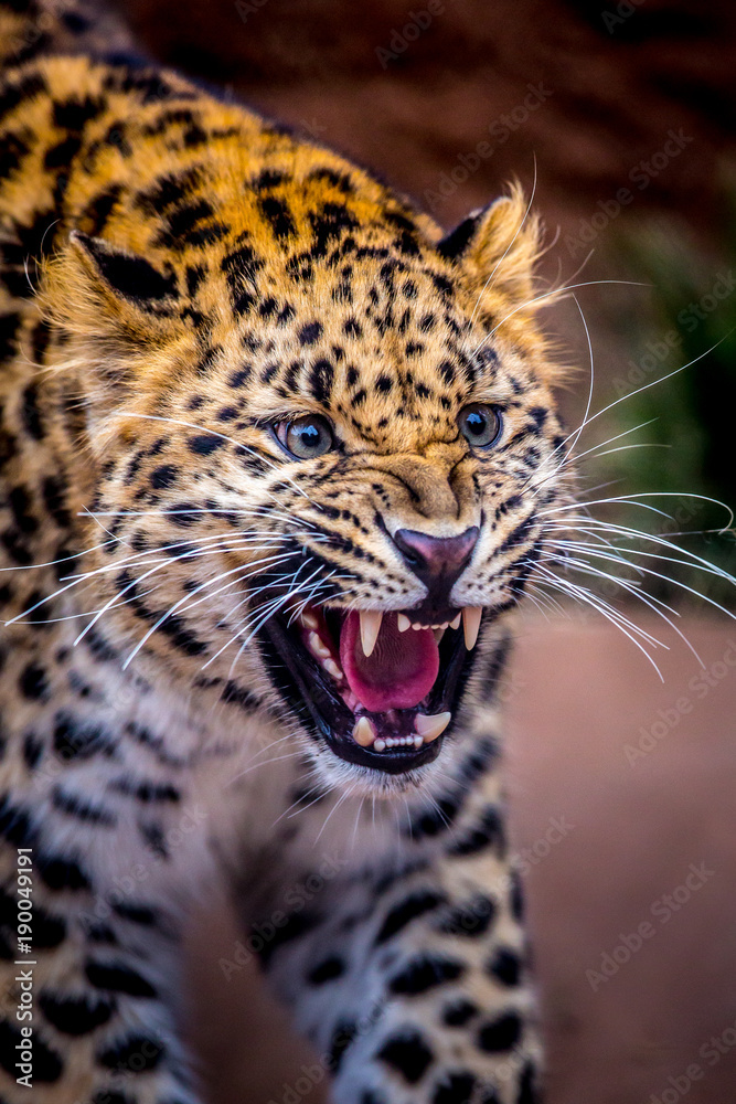 Leopard Growl