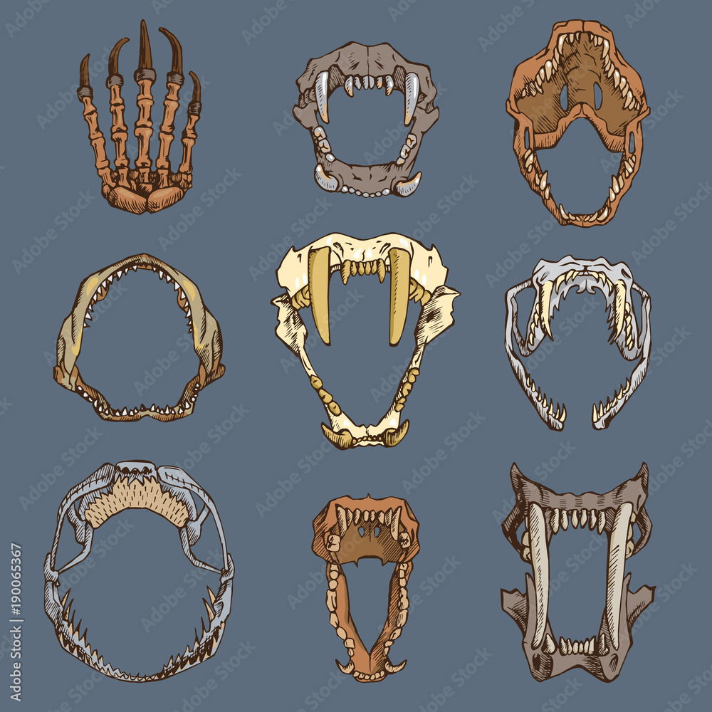 Vecteur Stock Animals mouth vector open boney jaw with teeth or fangs ...