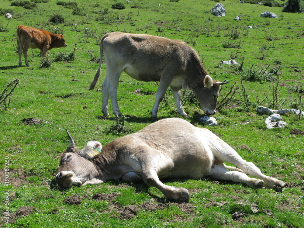 Vaca durmiendo foto de Stock | Adobe Stock