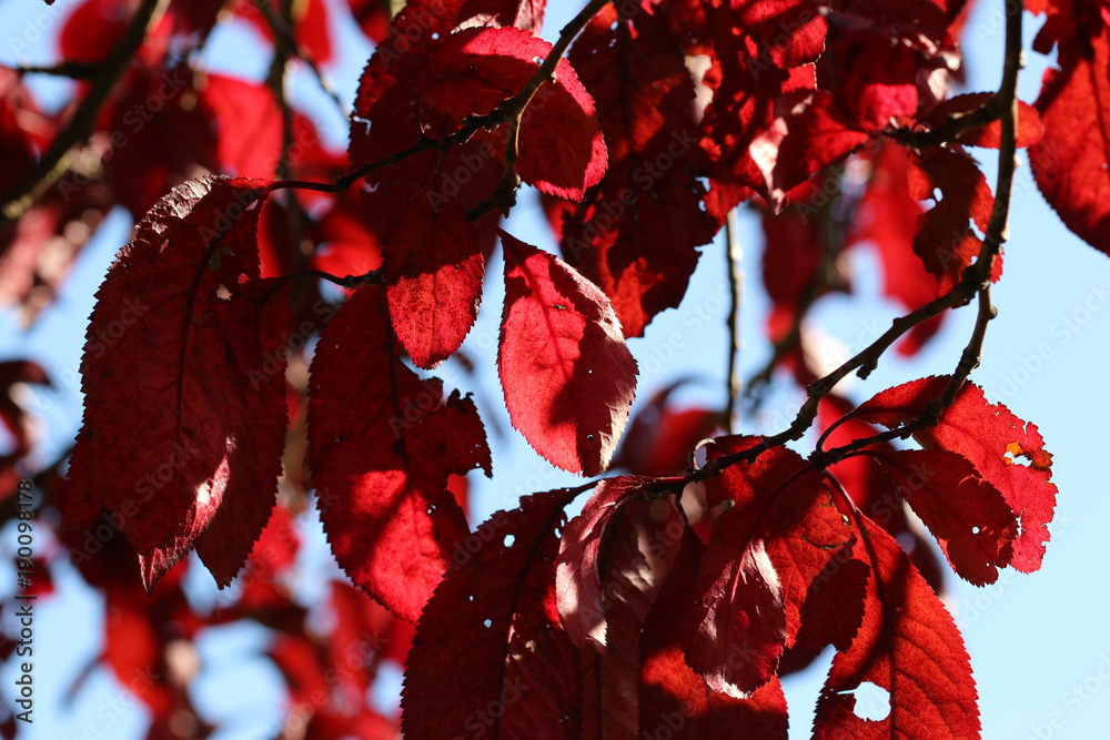 Rote Blätter einer Blutbuche (Fagus sylvatica f. purpurea)/ Rotbuche ...