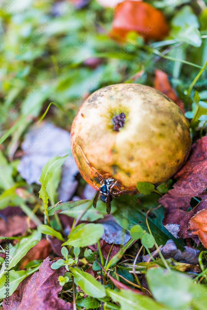 Fallen red apple on ground with white bald faced hornet bee wasp eating ...