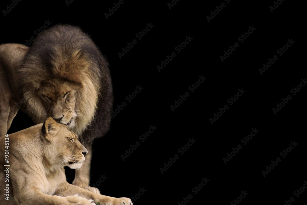 Lion and Lioness share a tender moment- Photo Isolated on a black ...