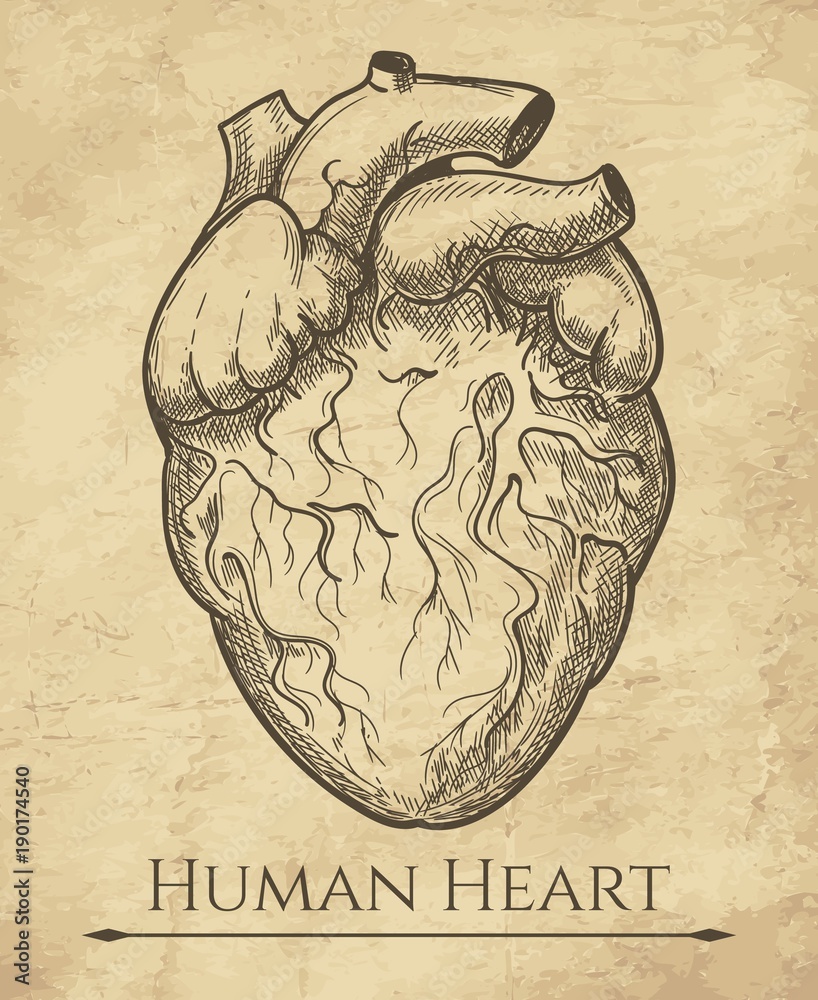 Human heart sketch. Anatomical heart organ etching drawing, medical ...