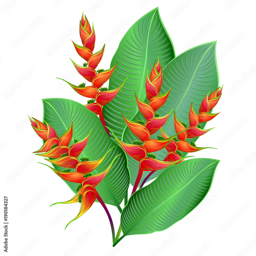 Vecteur Stock Heliconia flowers (wild plantain, lobster claw, false ...