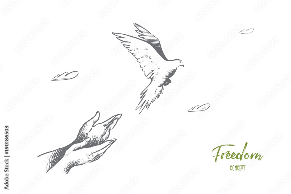 Freedom concept. Hand drawn pigeon flying out of two hands. Freedom of ...