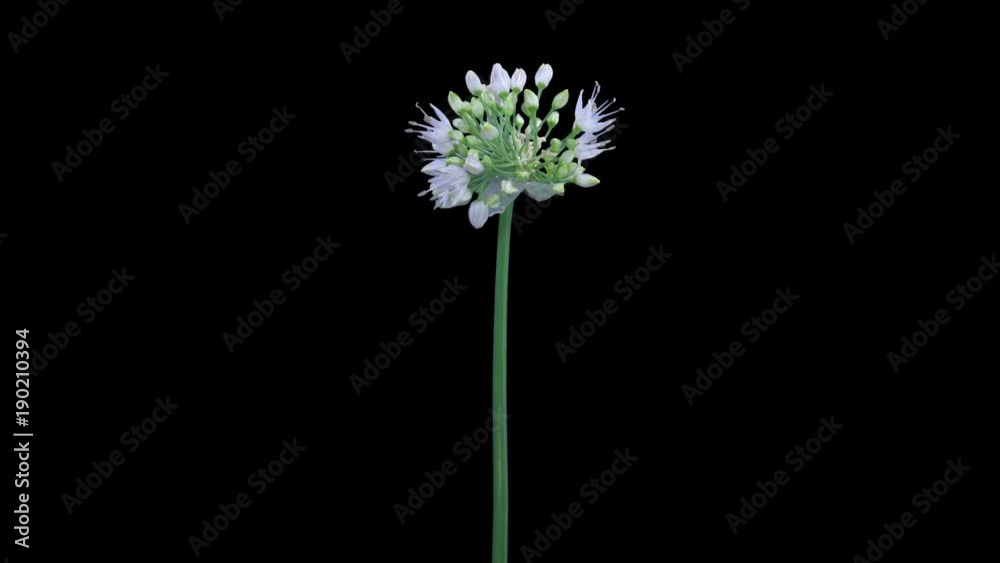 Time-lapse of opening onion flower umbel 1x1 in PNG+ format with ALPHA ...